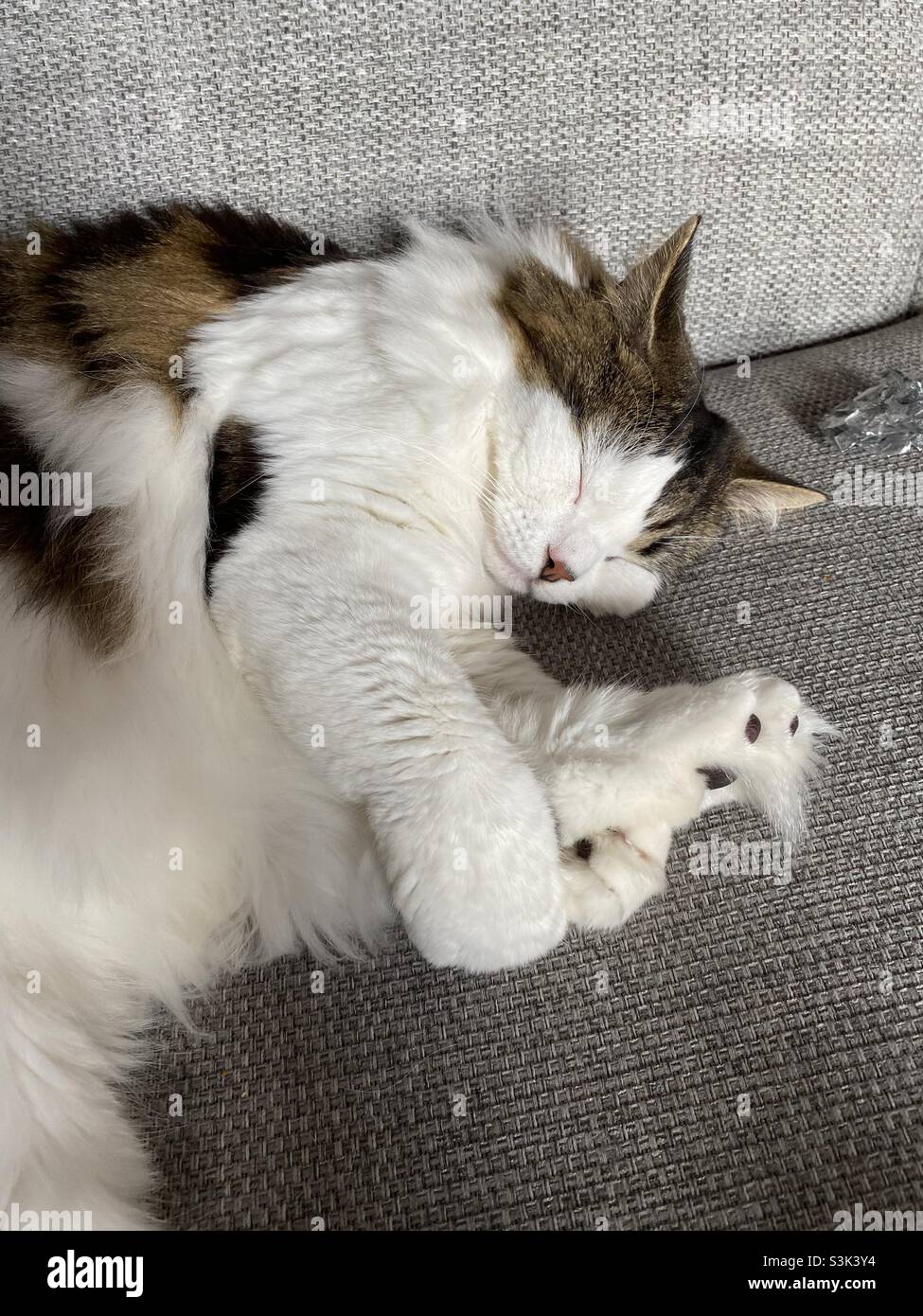 Cuddler hi-res stock photography and images - Alamy