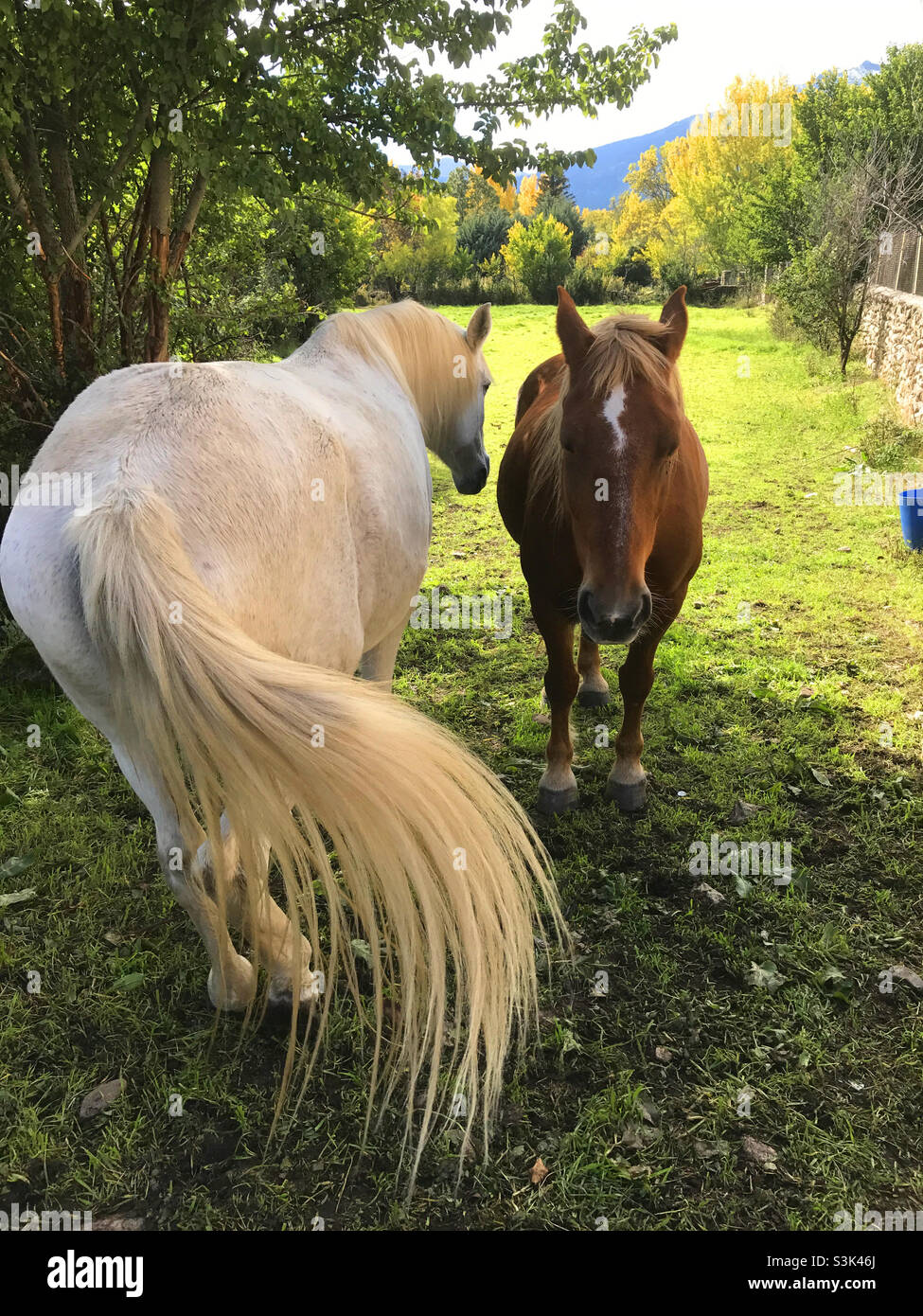 Two stock horses hi-res stock photography and images - Alamy