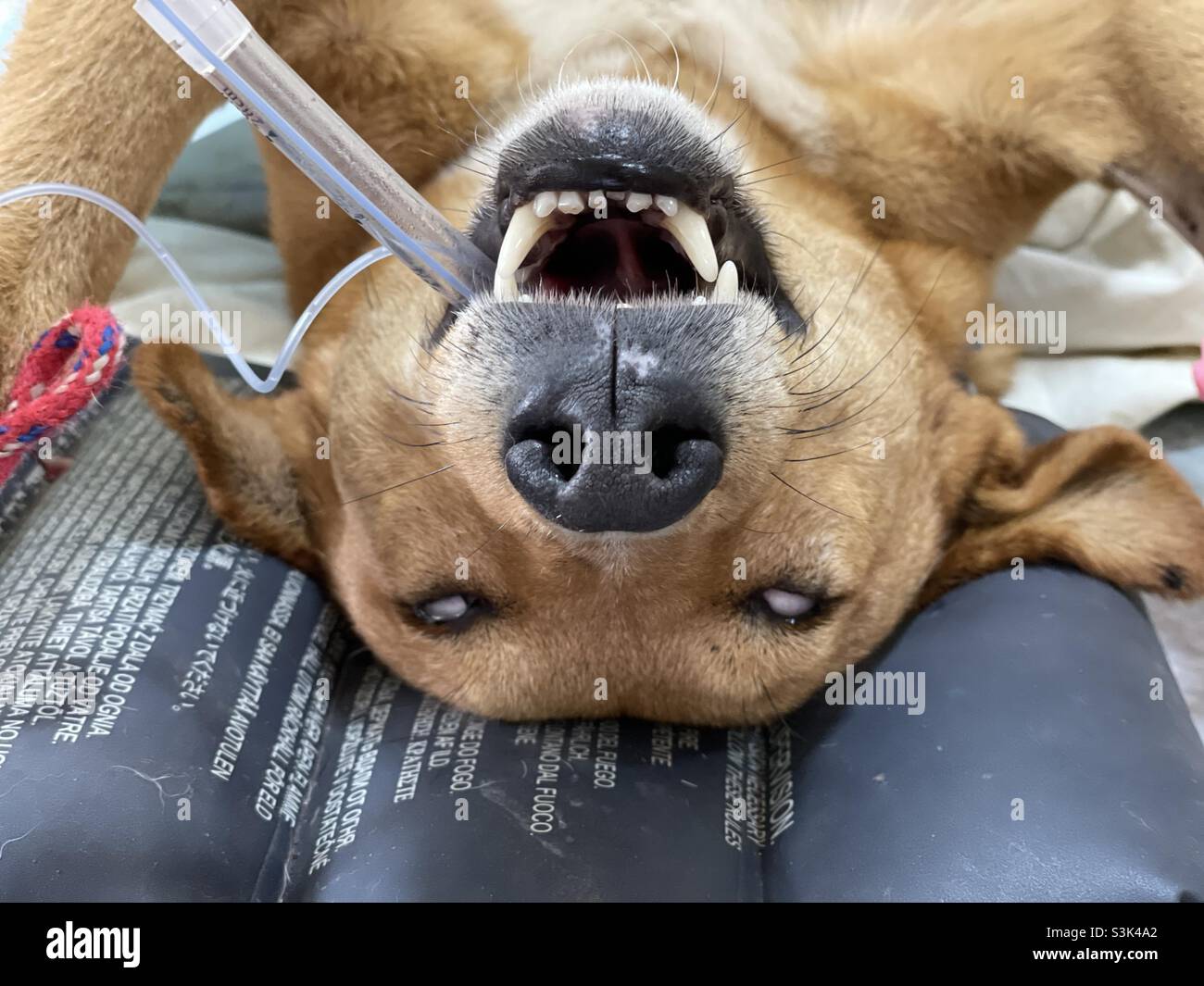 Endotracheal High Resolution Stock Photography and Images - Alamy