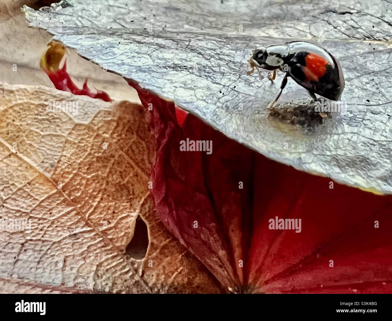 Ladybug leaf hi-res stock photography and images - Alamy
