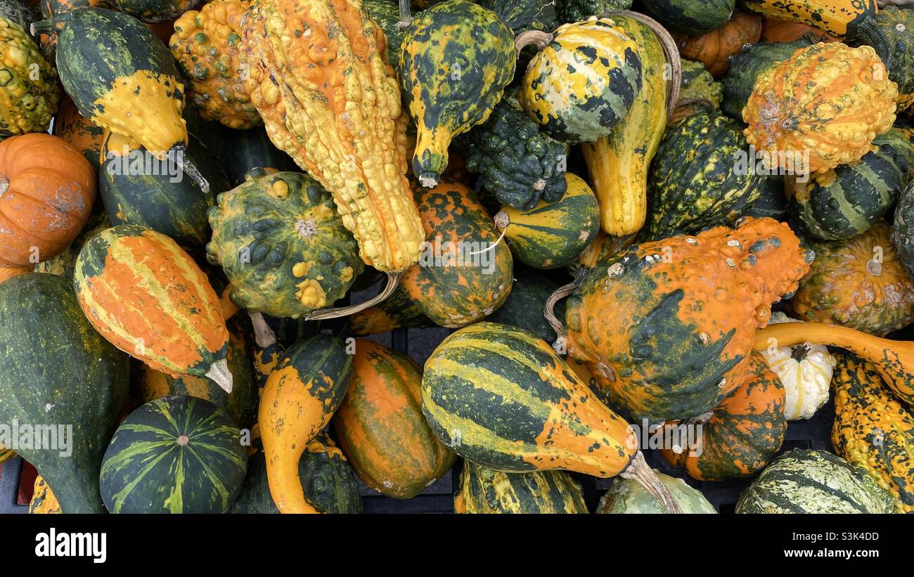 Yellow and green gourds hi-res stock photography and images - Alamy
