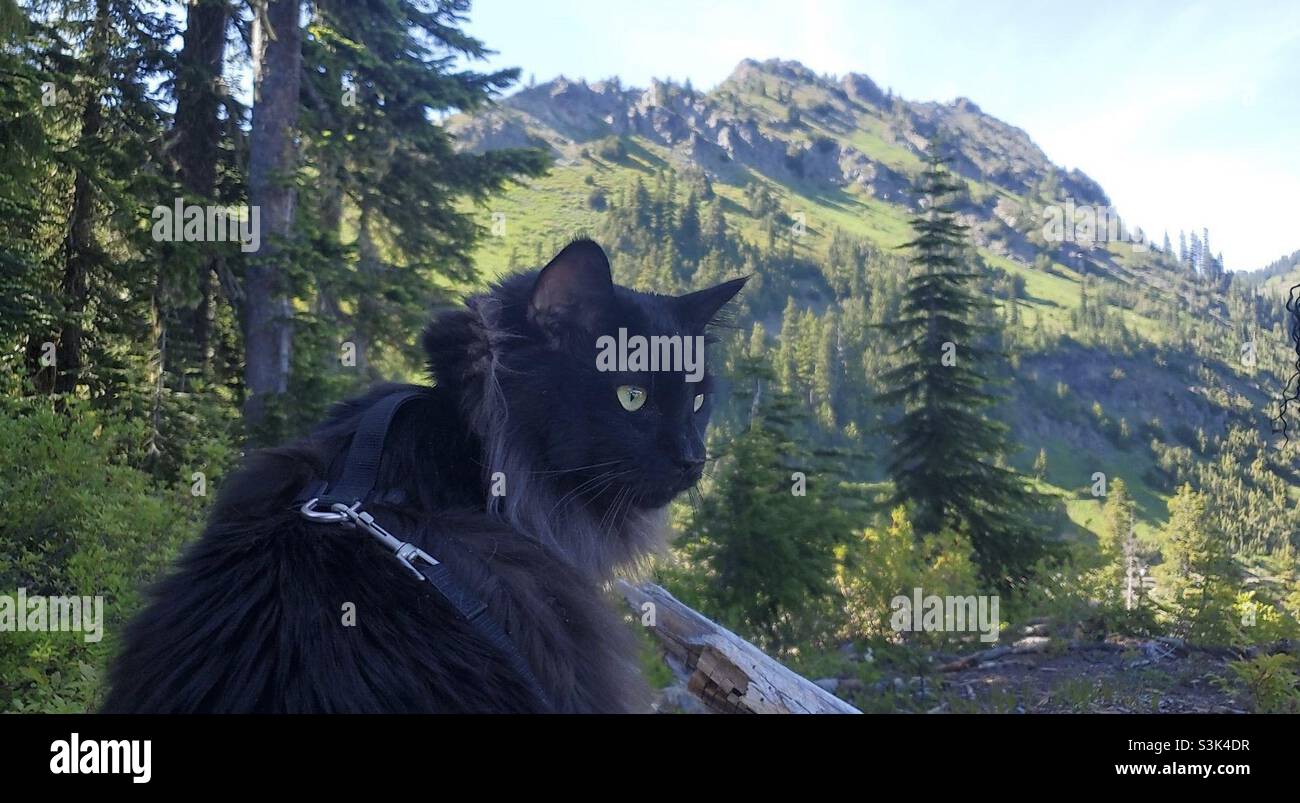 Mainecoon cat exploring the cascade mountains Stock Photo - Alamy