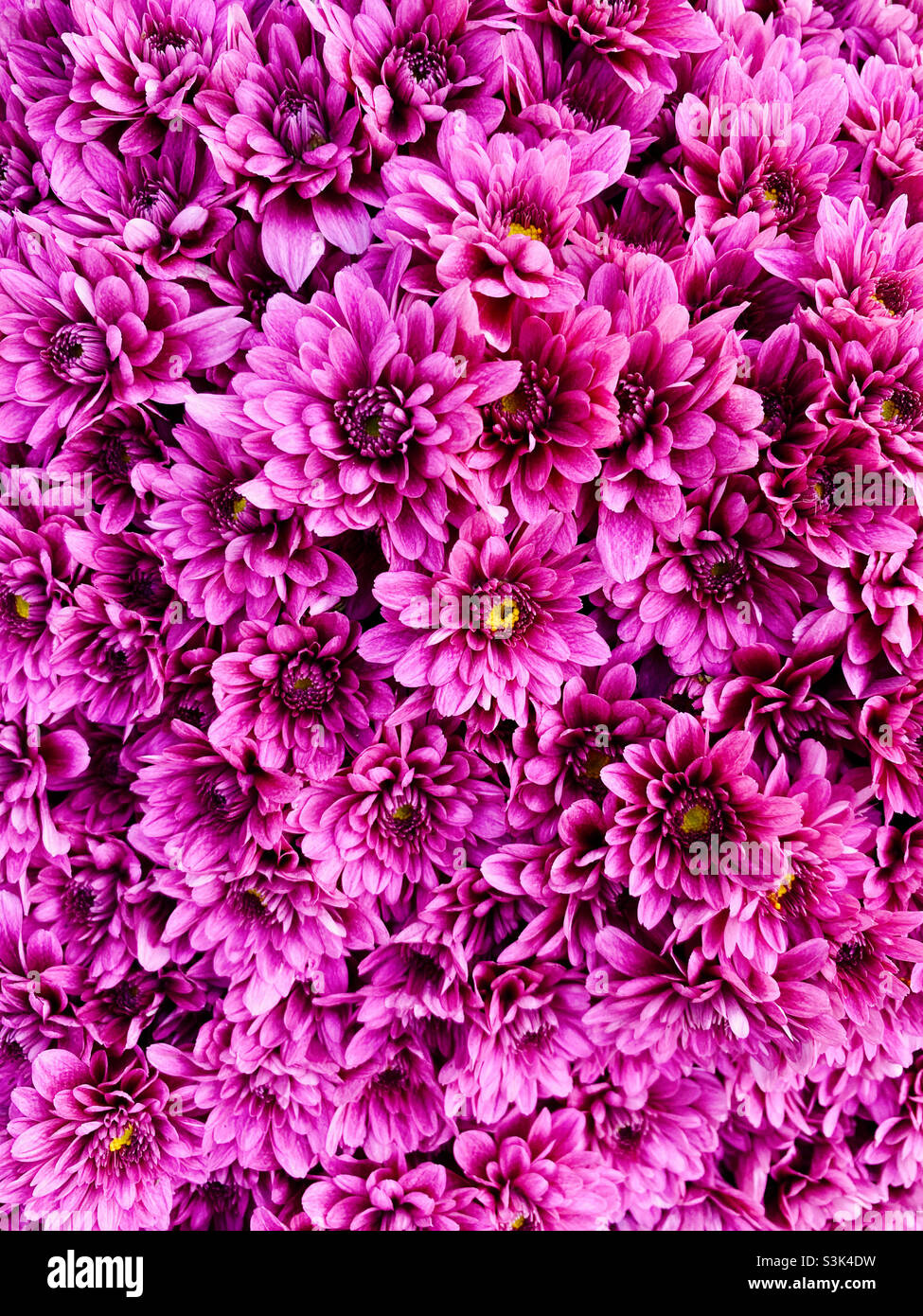 Purple Mums High Resolution Stock Photography and Images - Alamy