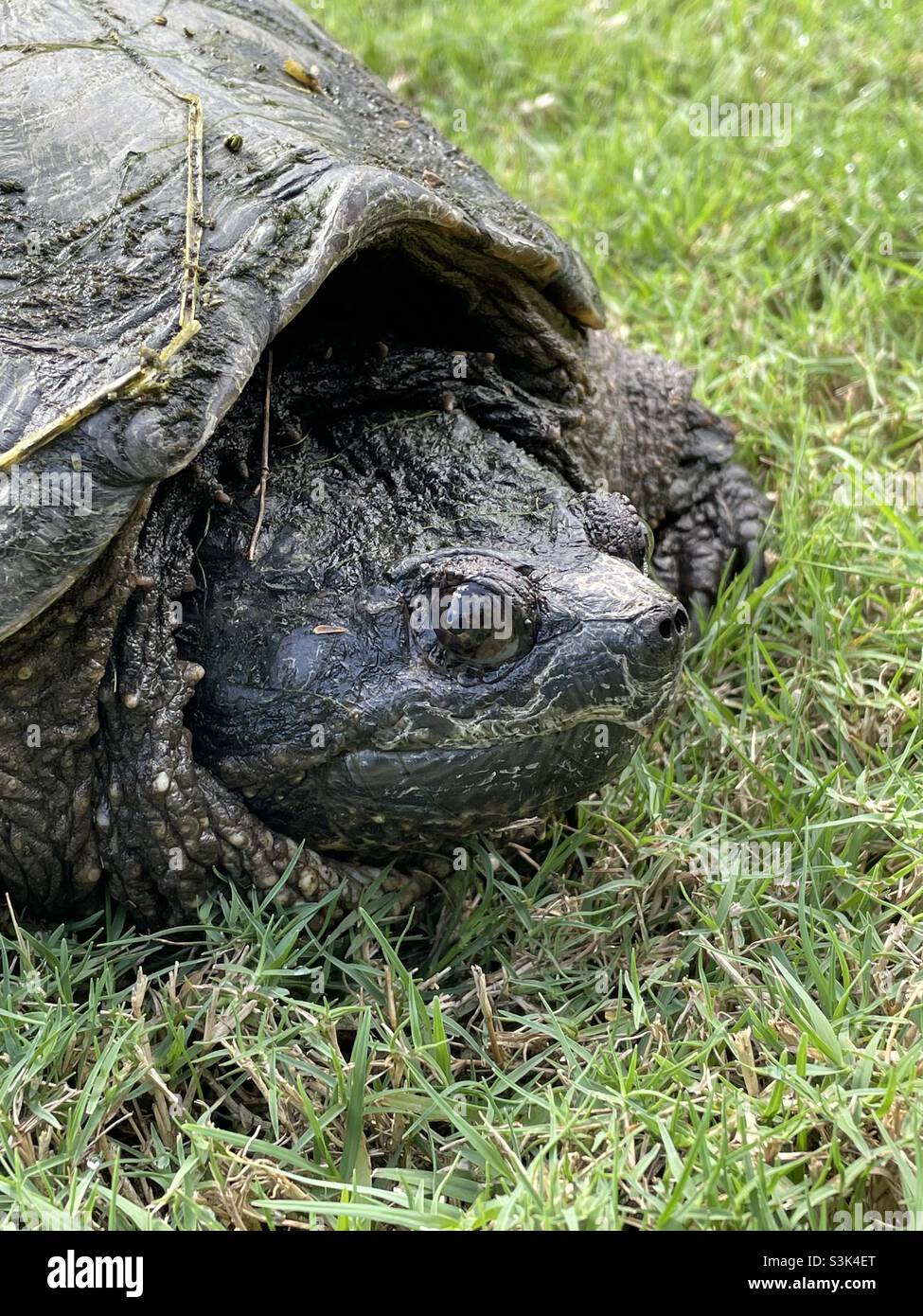 Snapping turtle face closeup hi-res stock photography and images - Alamy