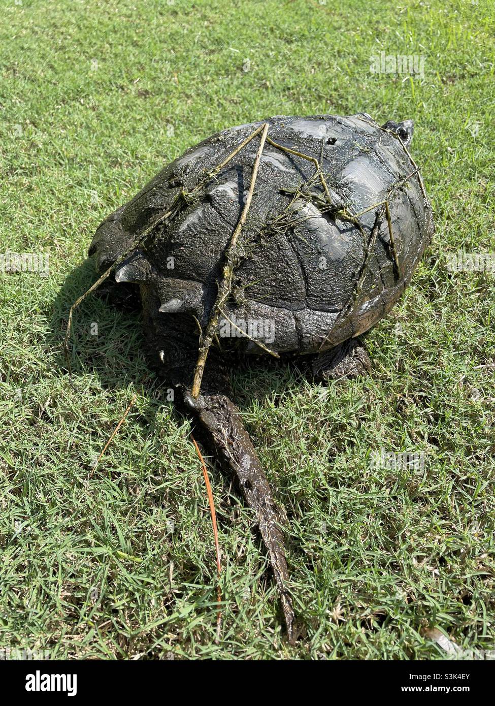 Looking down on a very large snapping turtle with long tail Stock Photo ...