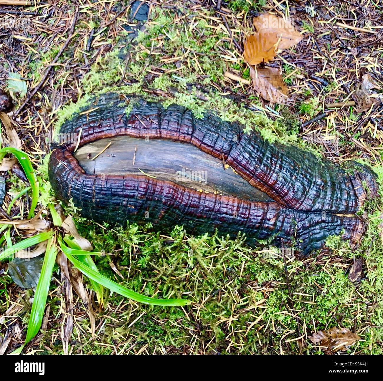 Dragon’s eye tree root in Scottish woodland Stock Photo - Alamy