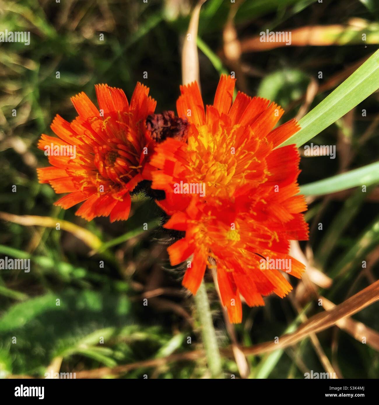 Fox and cubs flowers Stock Photo - Alamy