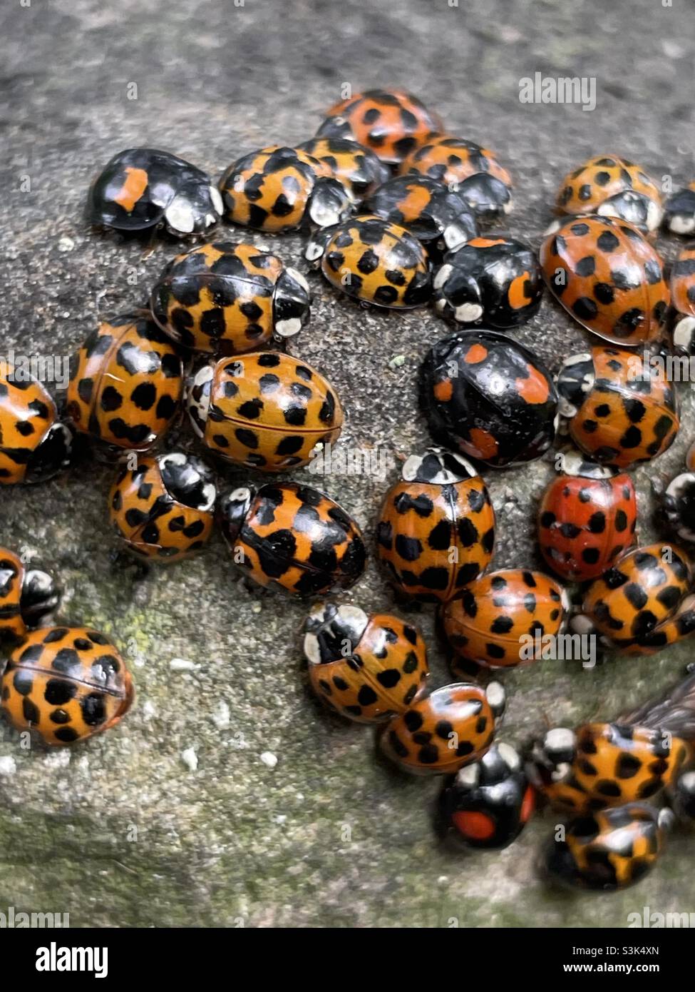 Ladybird hibernation hi-res stock photography and images - Alamy