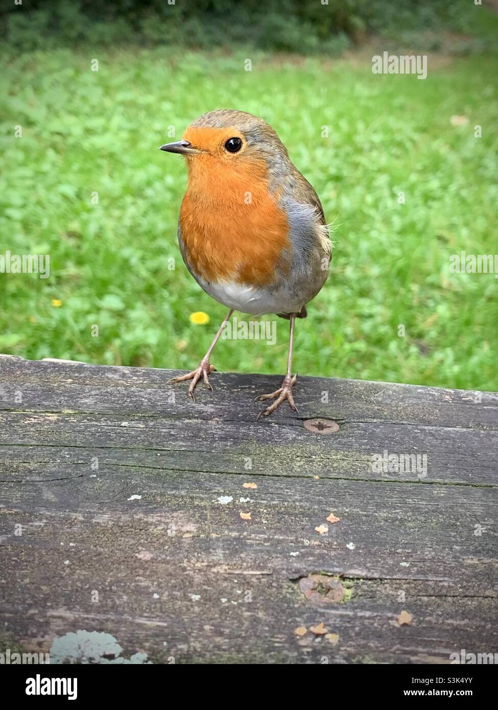 Robin bird table hi-res stock photography and images - Alamy