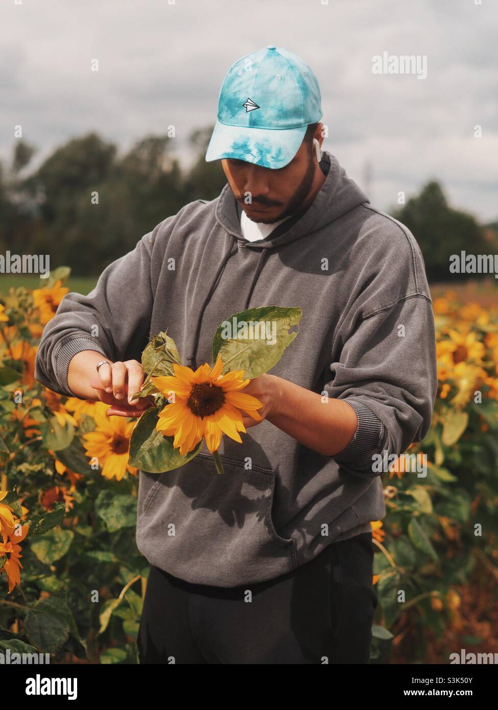 Sunflower farm field hi-res stock photography and images - Alamy