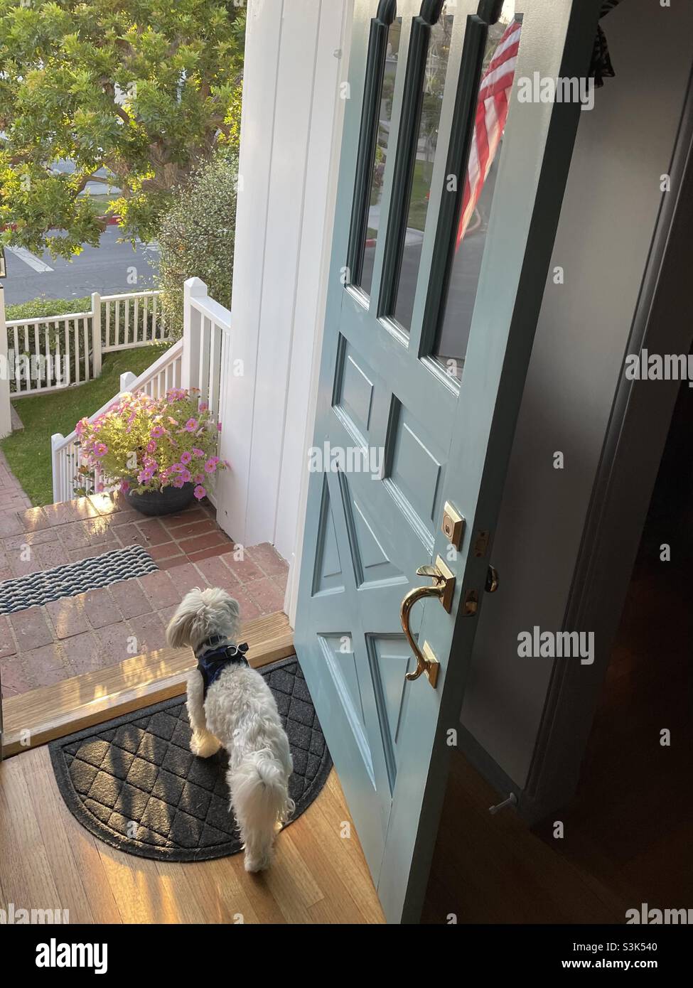 Dog at front door Stock Photo - Alamy
