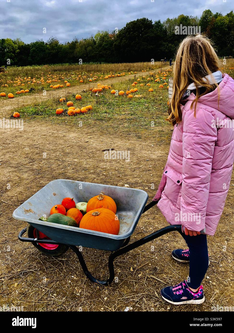 Pick your own pumpkin Stock Photo - Alamy