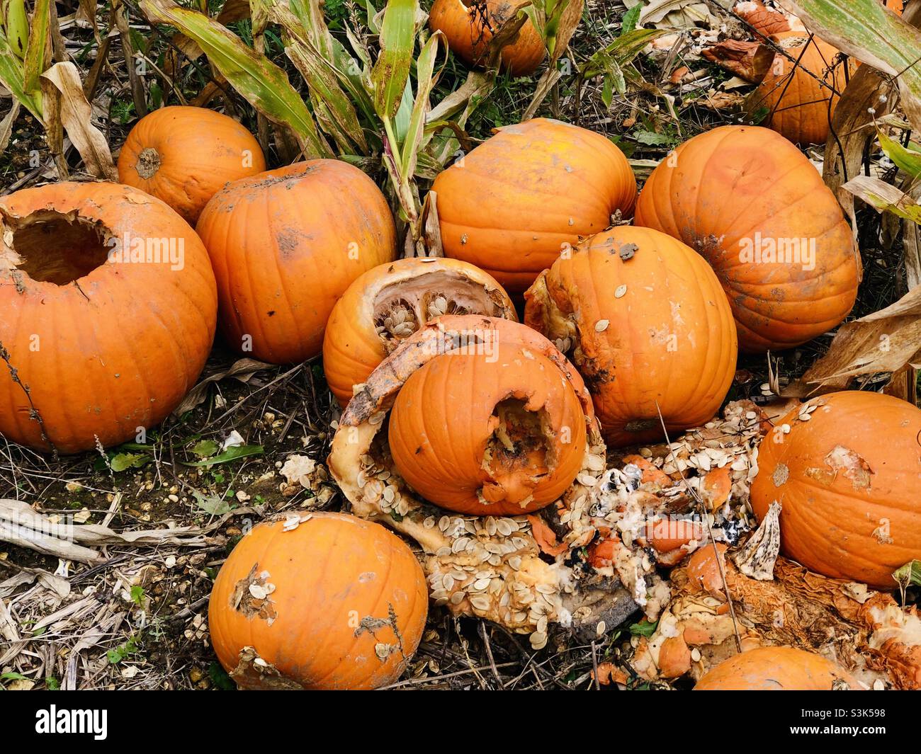 Rotten pumpkins hi-res stock photography and images - Alamy