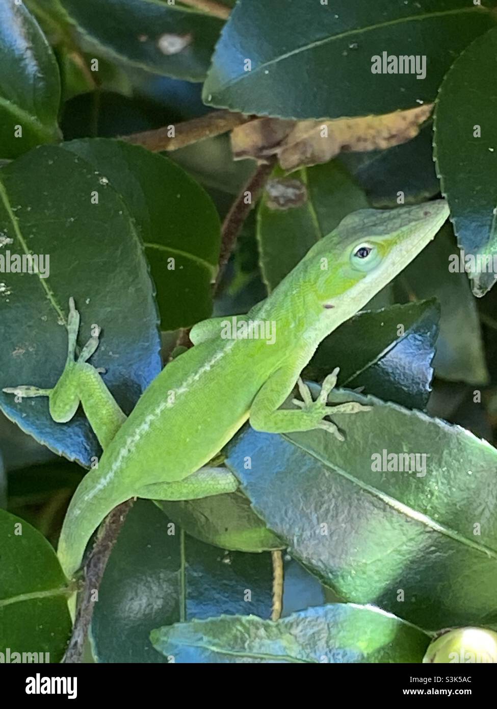 Lizard in food hi-res stock photography and images - Alamy