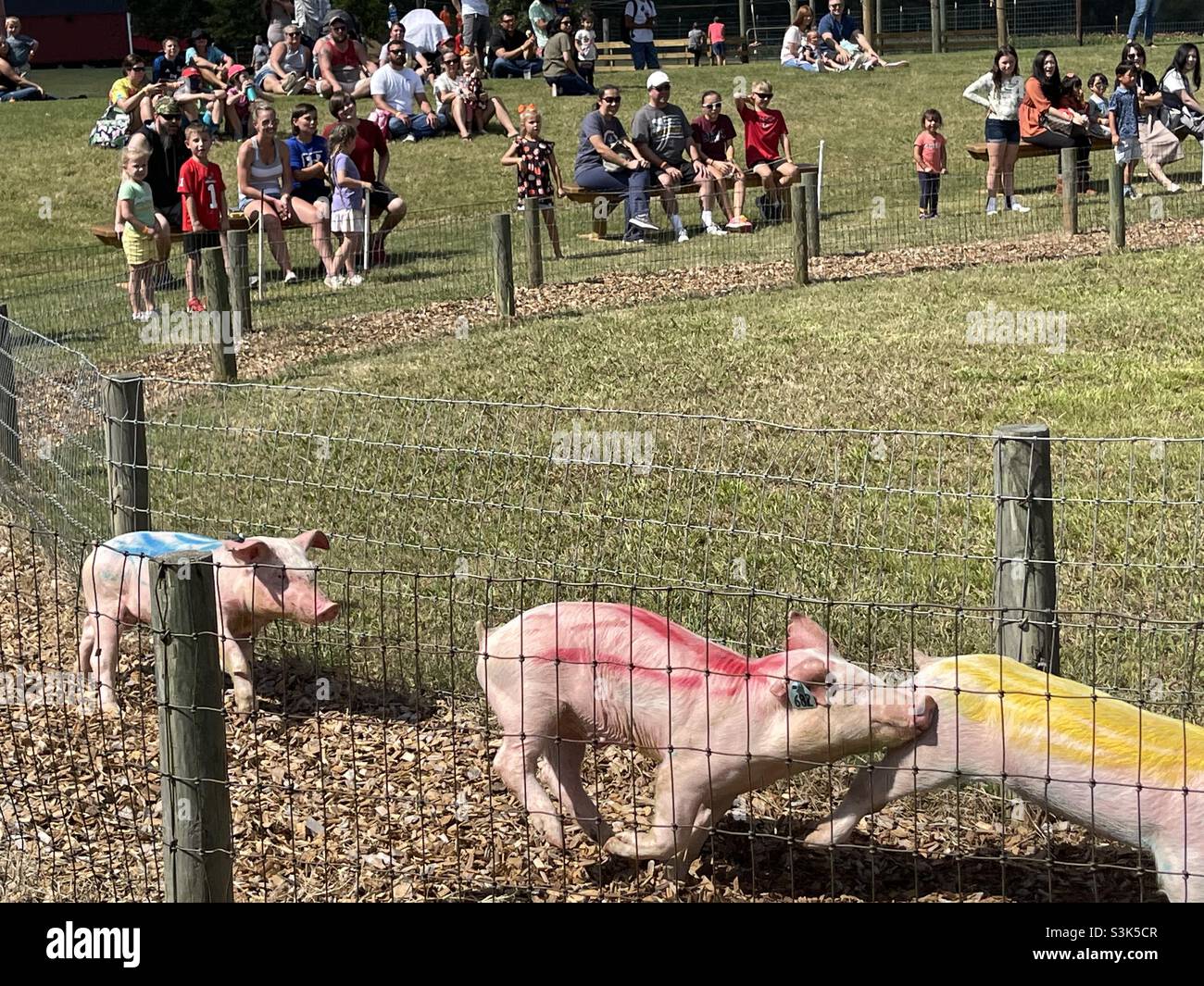 Pig racing hi-res stock photography and images - Alamy
