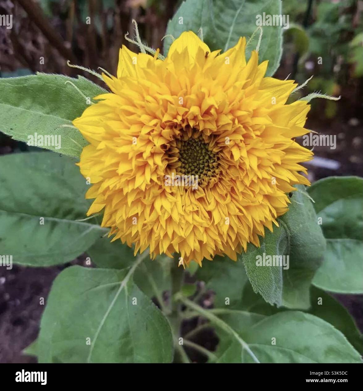 Pom pom sunflower hi-res stock photography and images - Alamy