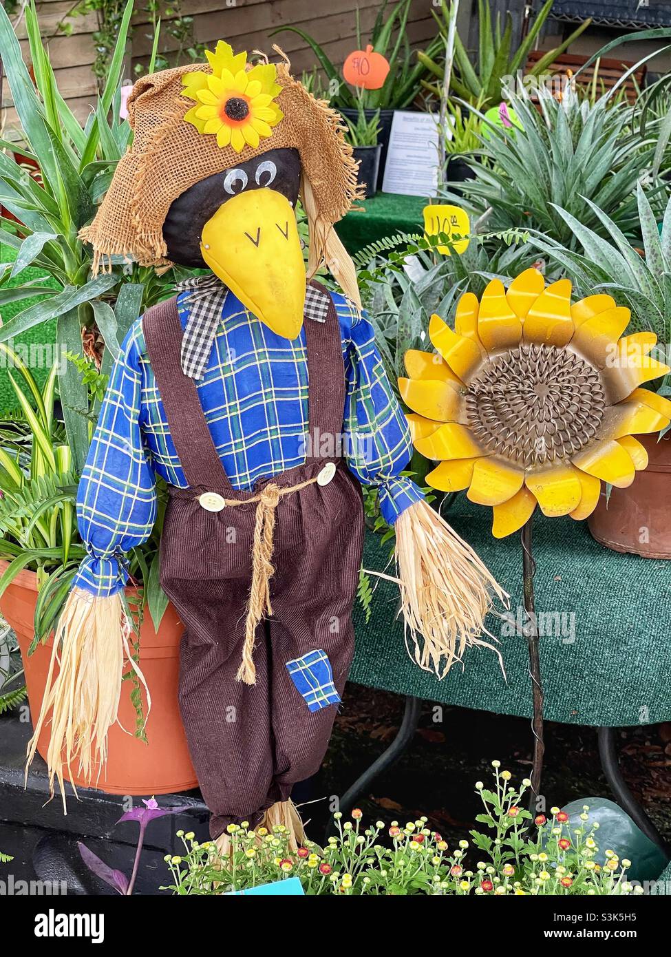 Sunflower scarecrow hi-res stock photography and images - Alamy