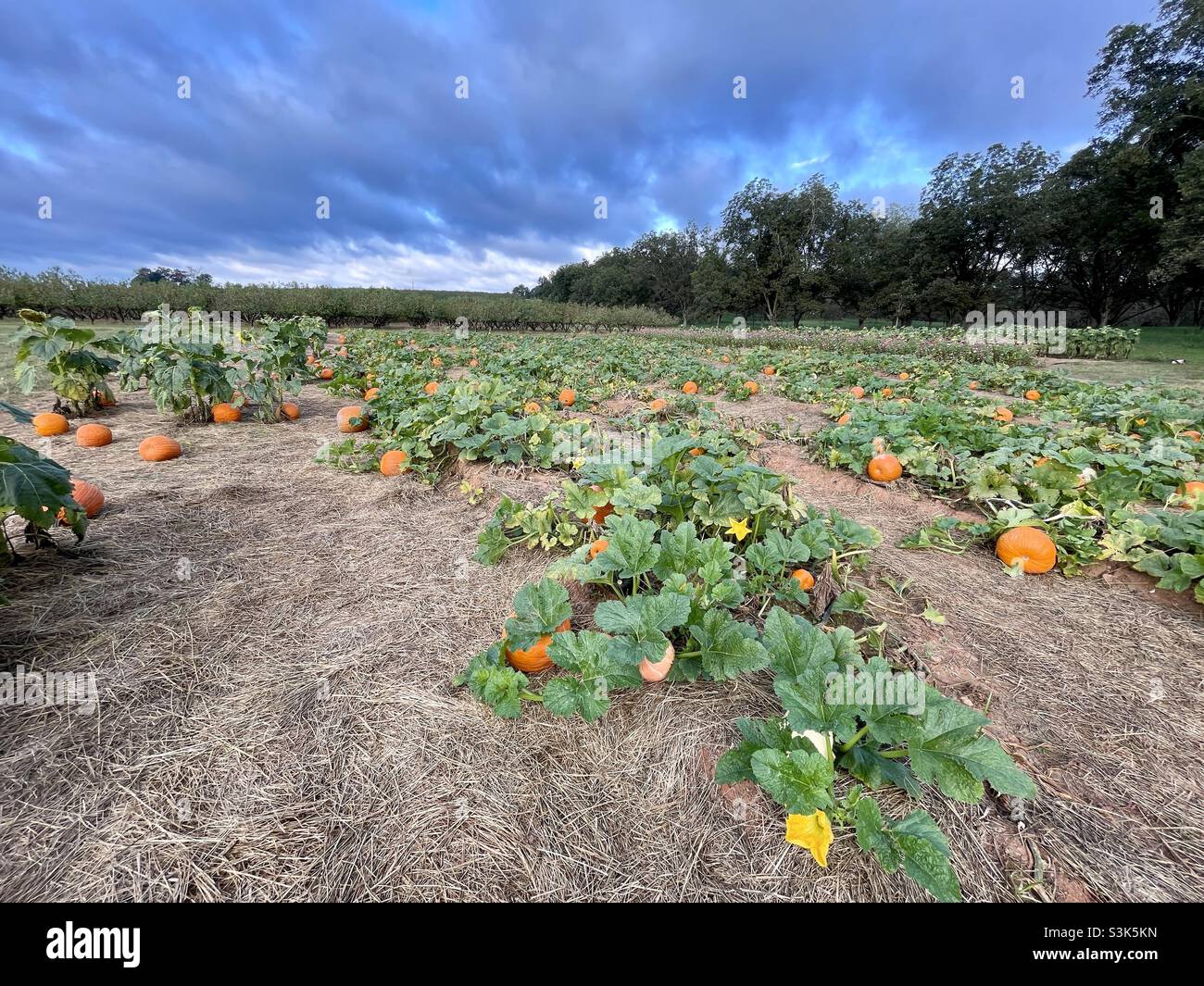 Patch farming hi-res stock photography and images - Alamy