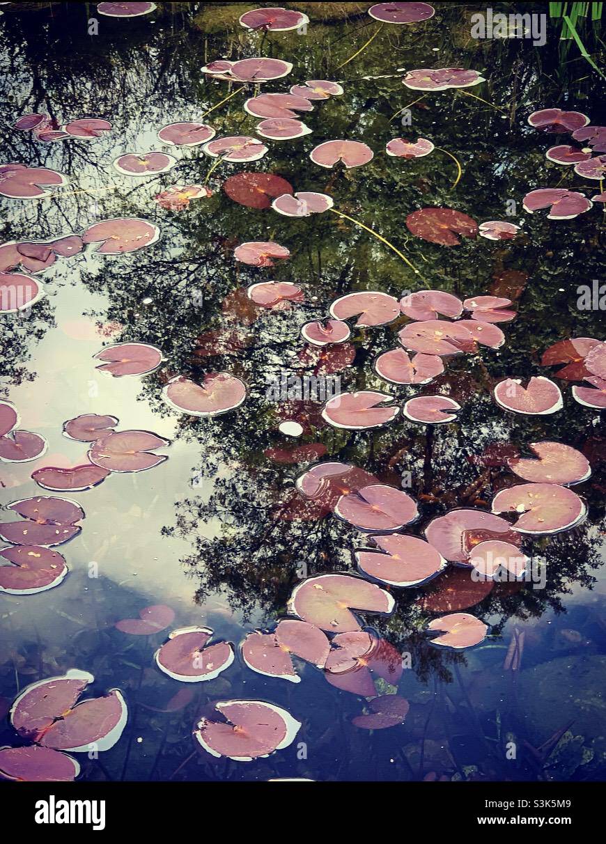 Inspired by monet hi-res stock photography and images - Alamy