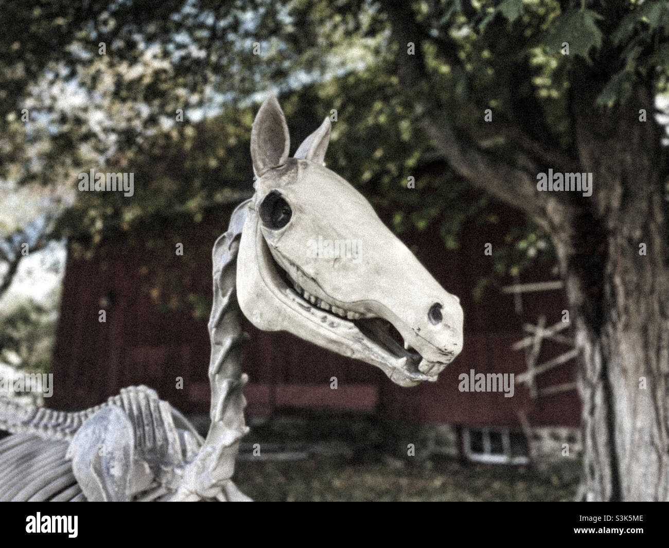 Horse skeleton hi-res stock photography and images - Alamy