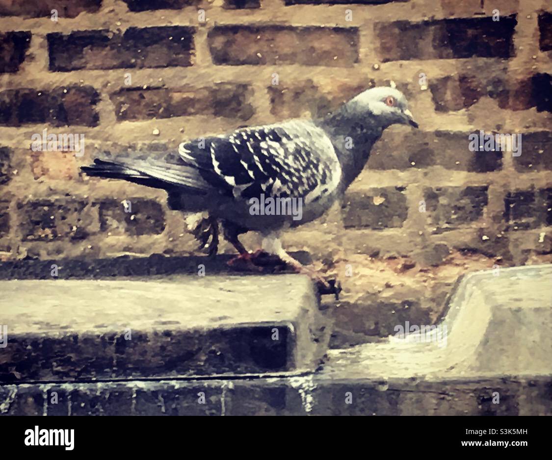 Chicago bird hi-res stock photography and images - Alamy