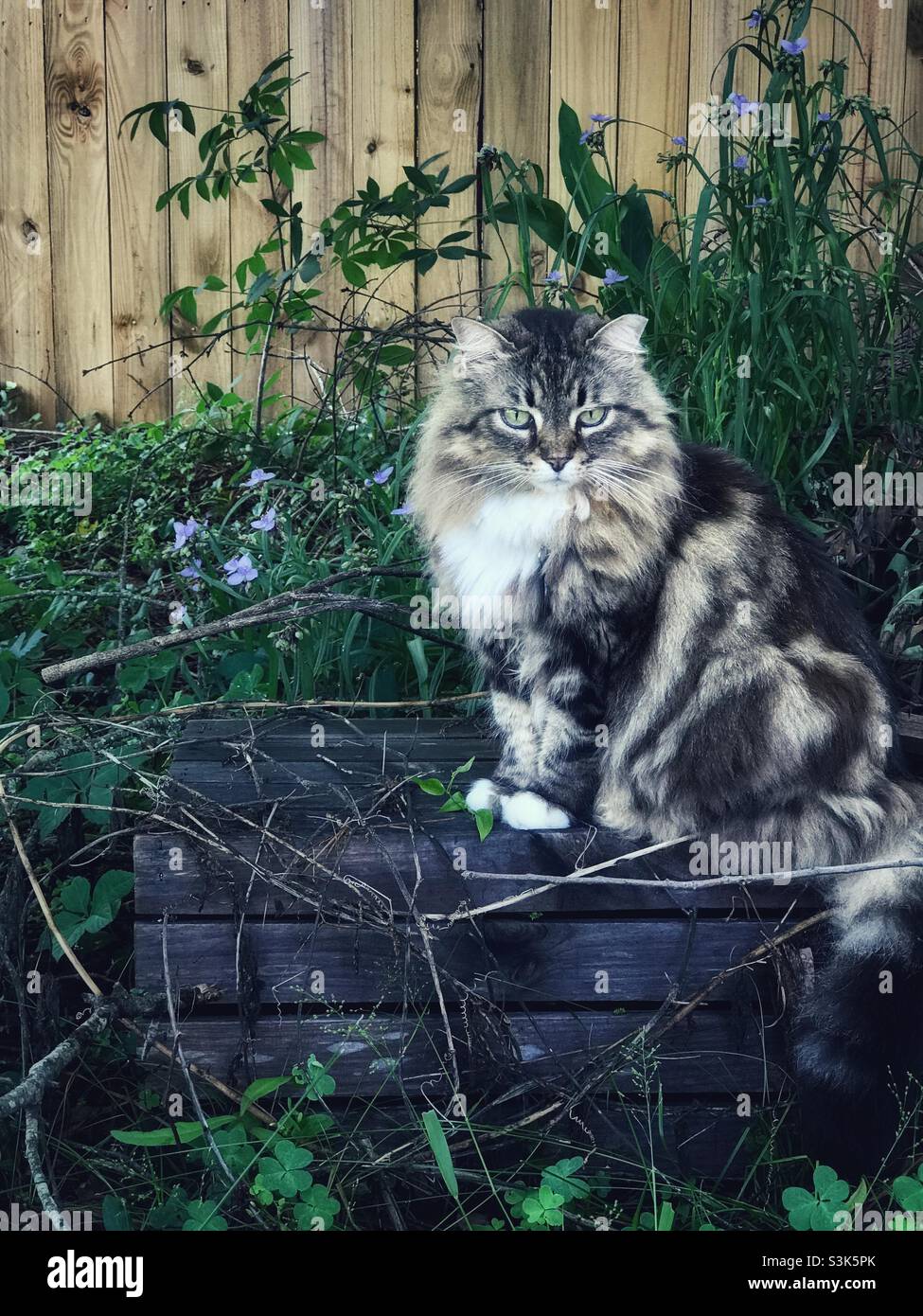 Beautiful long haired female domestic cat sitting under a shade tree ...