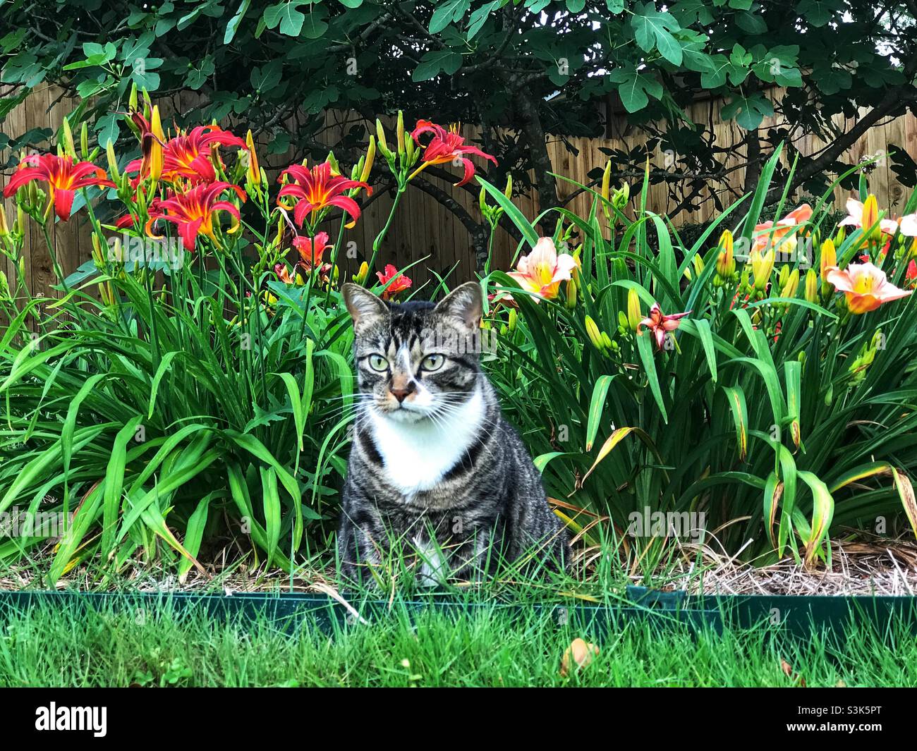 Backyard cats hi-res stock photography and images - Alamy
