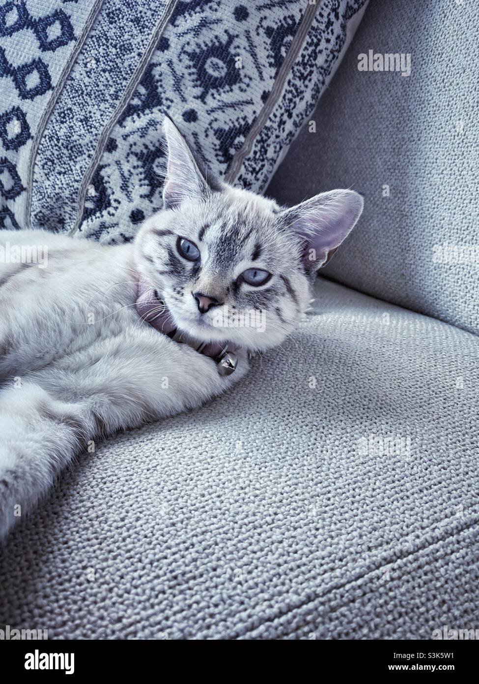 Lynx Siamese High Resolution Stock Photography and Images - Alamy