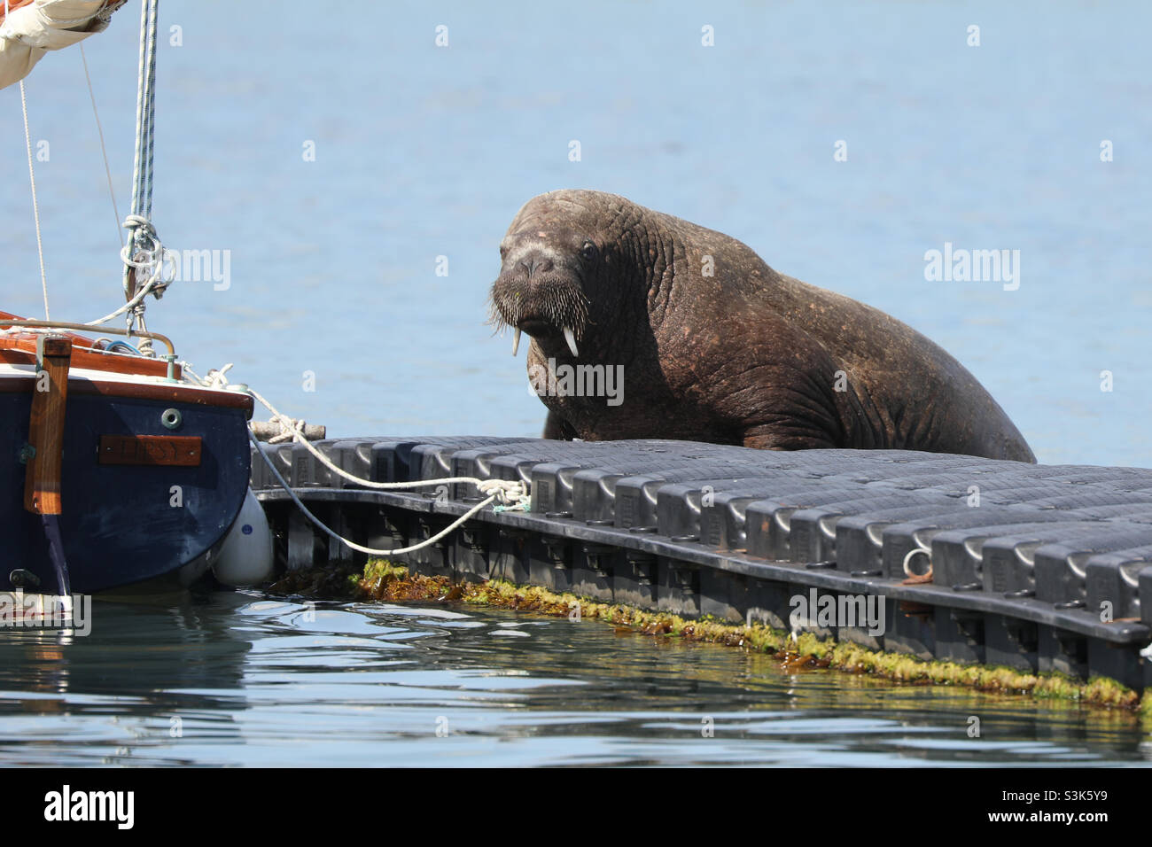 Wally walrus hi-res stock photography and images - Alamy