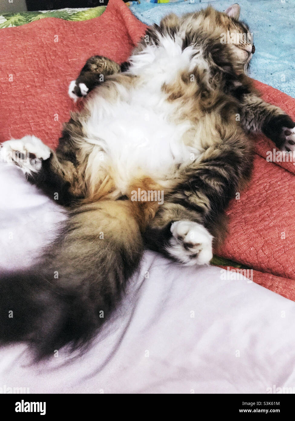 Sprawled on its back hi-res stock photography and images - Alamy