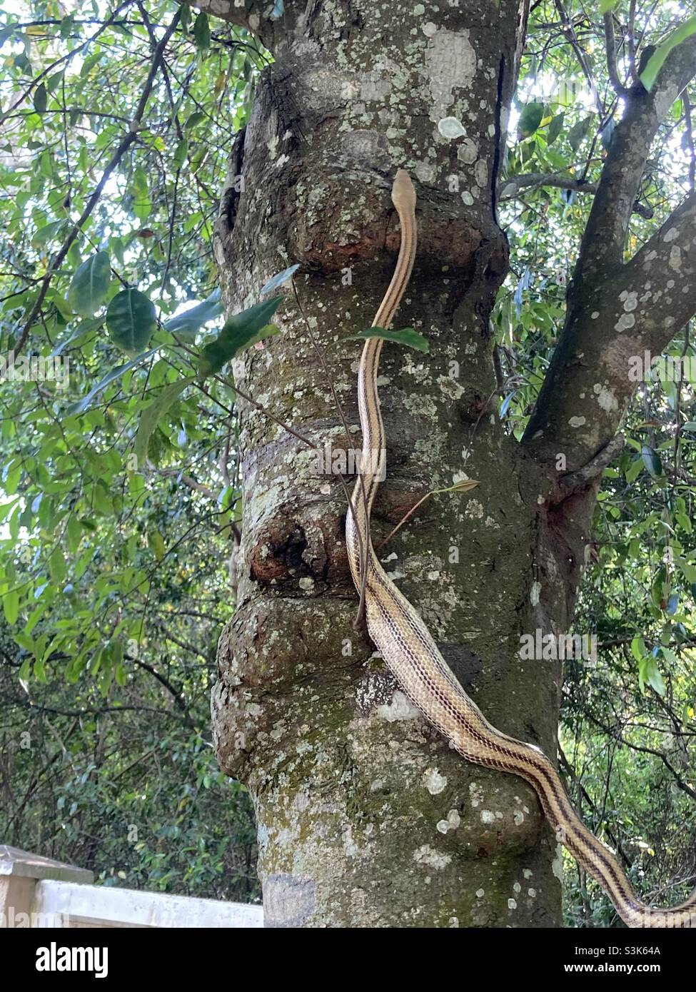 Rat snake florida hi-res stock photography and images - Alamy