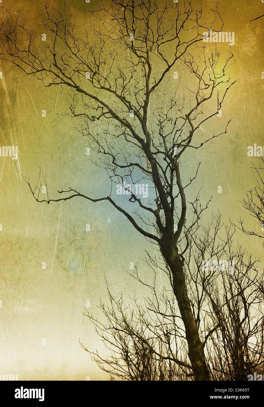 Spindly dead tree Stock Photo - Alamy