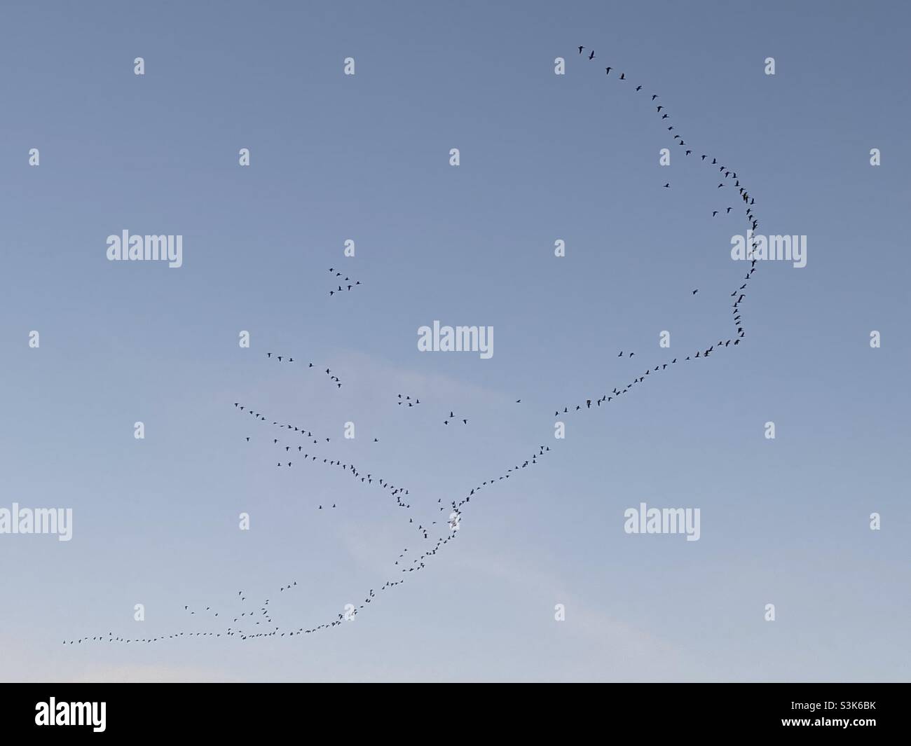 Wild goose chase Stock Photo - Alamy