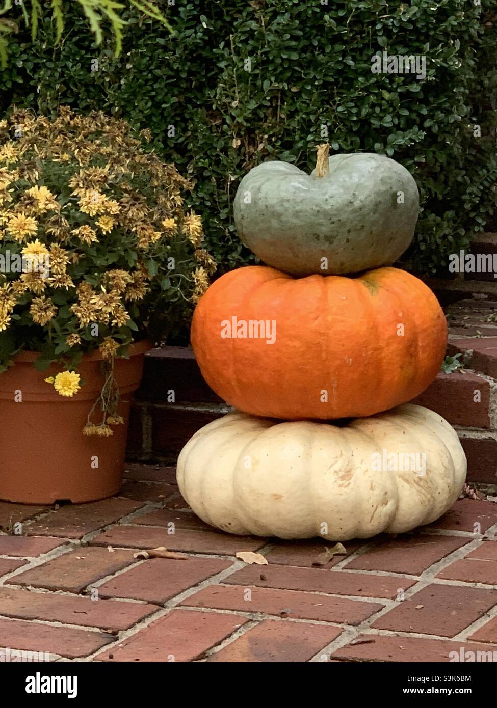 Short stack hi-res stock photography and images - Alamy