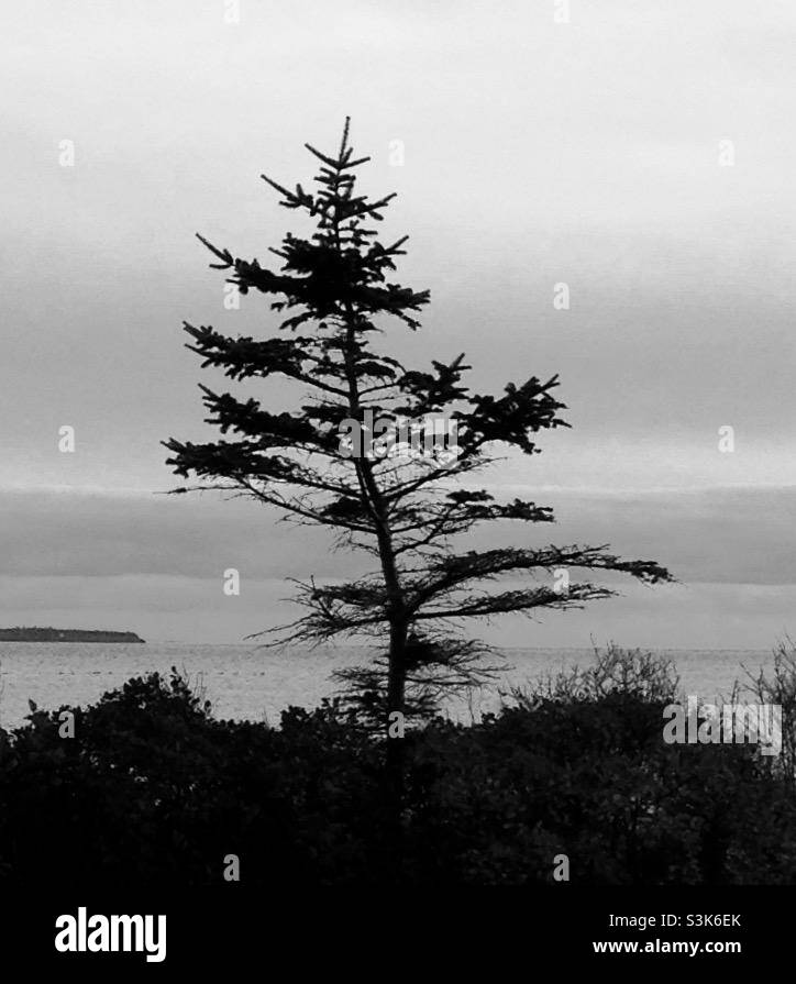 Single evergreen tree surviving in a small park near the water East ...