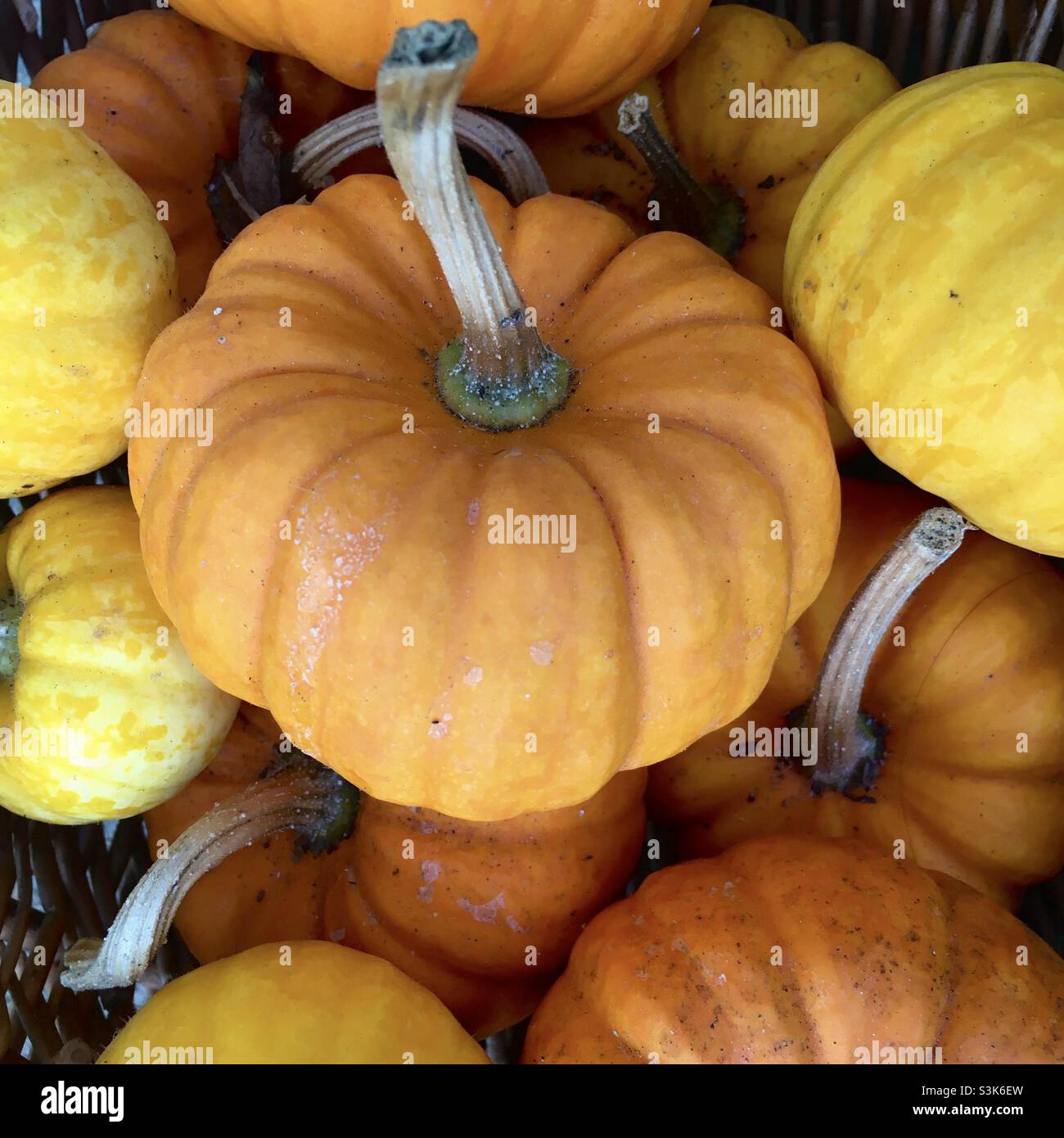 Yellow pumpkins hi-res stock photography and images - Alamy