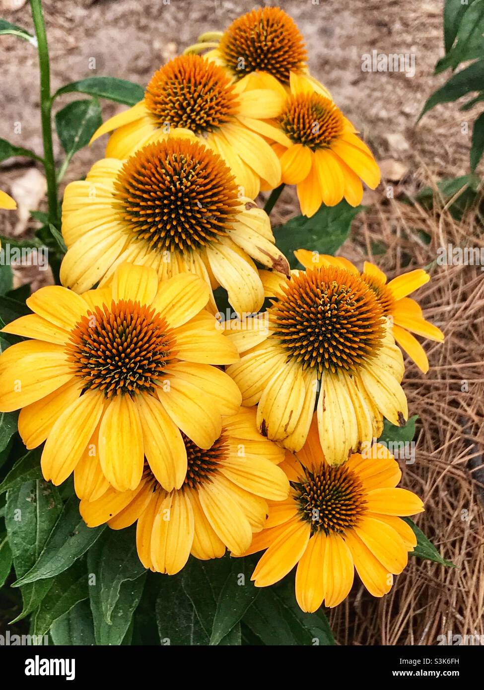 Yellow coneflowers hi-res stock photography and images - Alamy