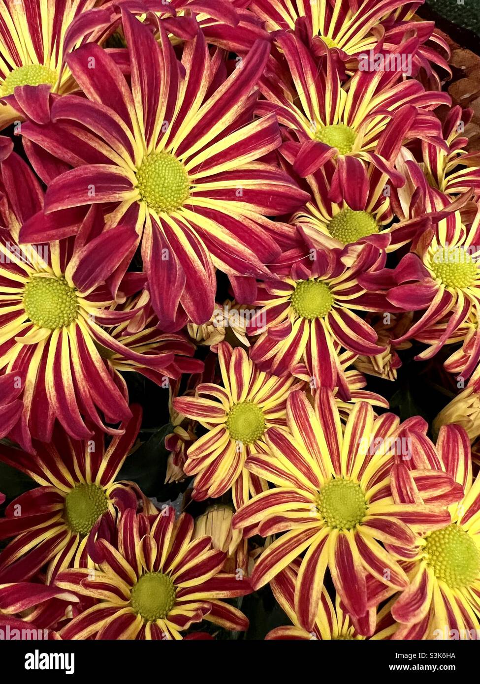 Flower blooms like fireworks Stock Photo - Alamy