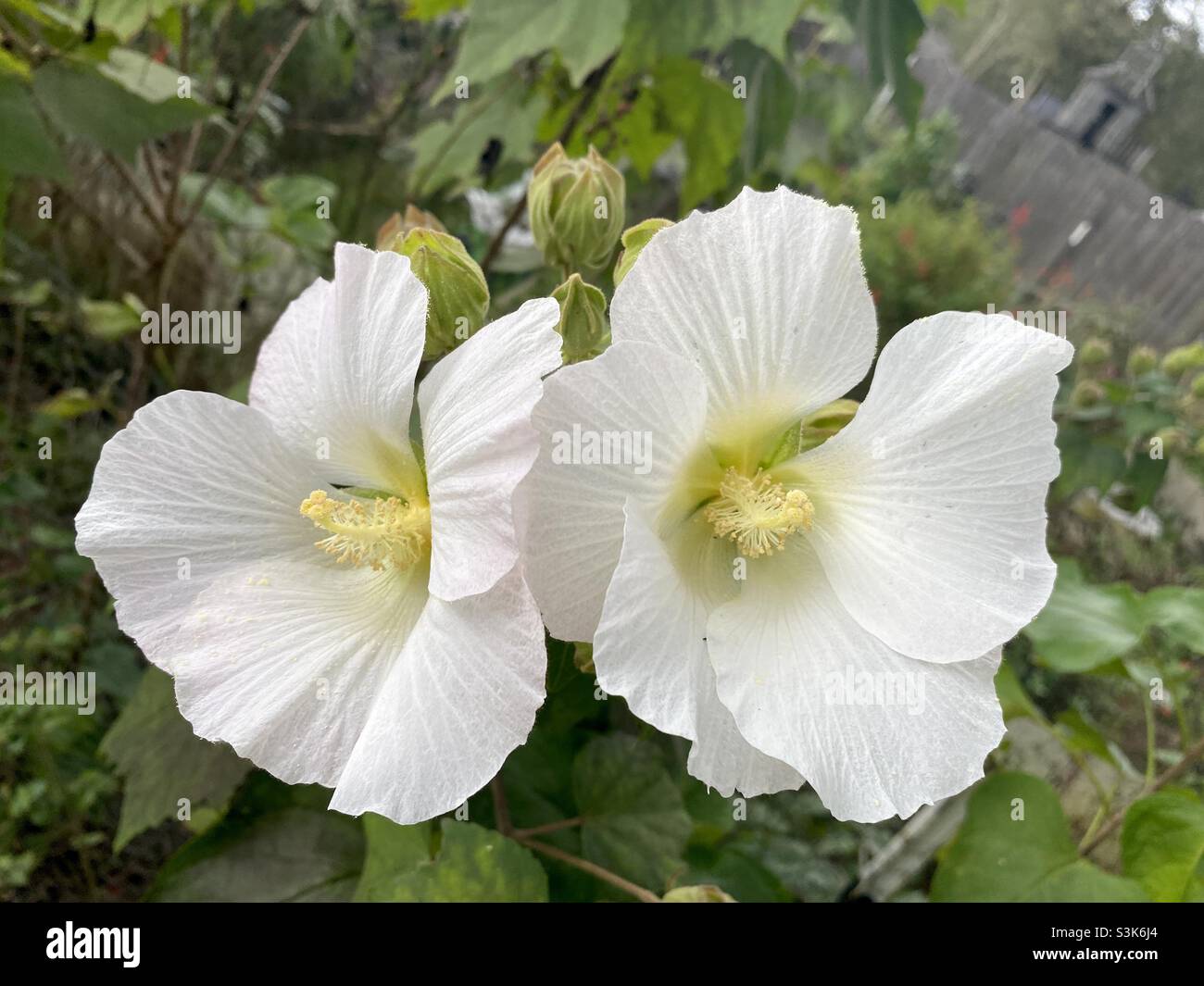 Frilly roses hi-res stock photography and images - Alamy