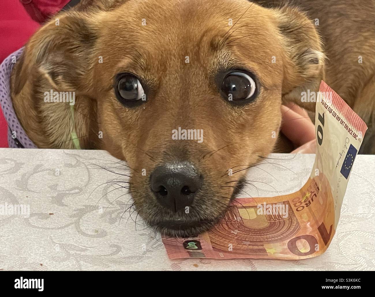 Dog money hi-res stock photography and images - Alamy