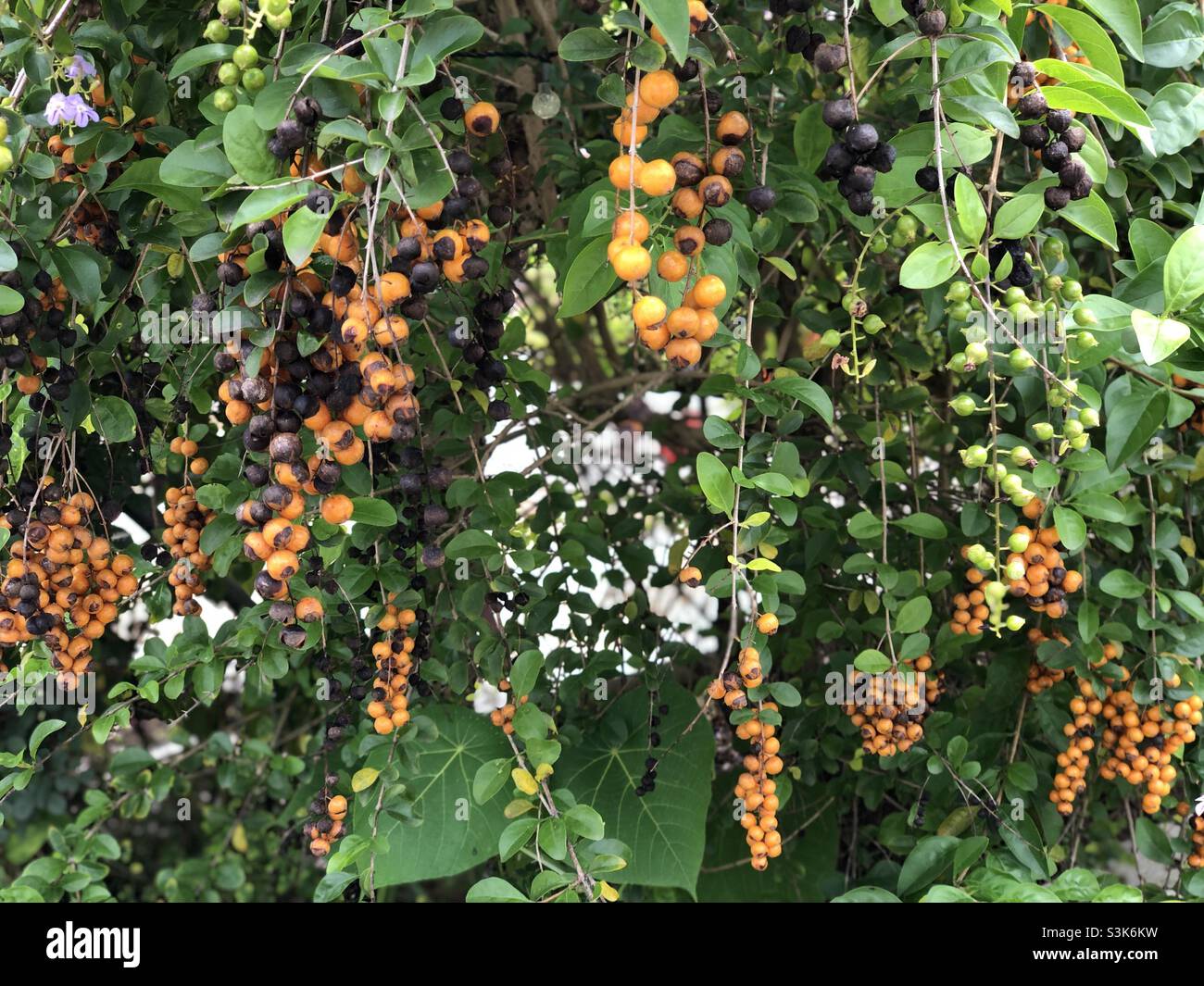 Nature fruits hi-res stock photography and images - Alamy