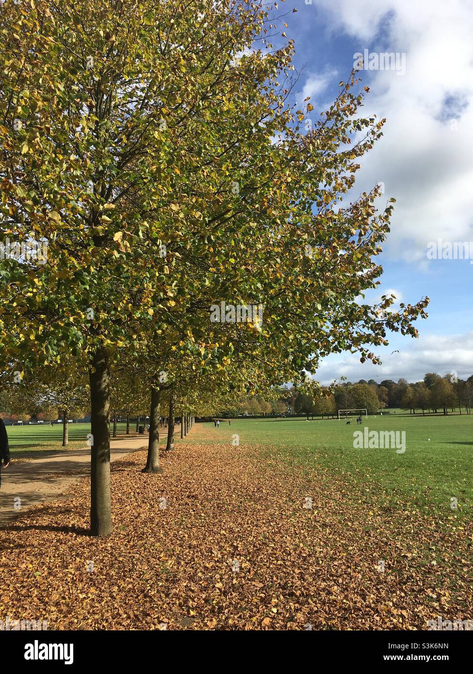 Reigate priory park trees hi-res stock photography and images - Alamy