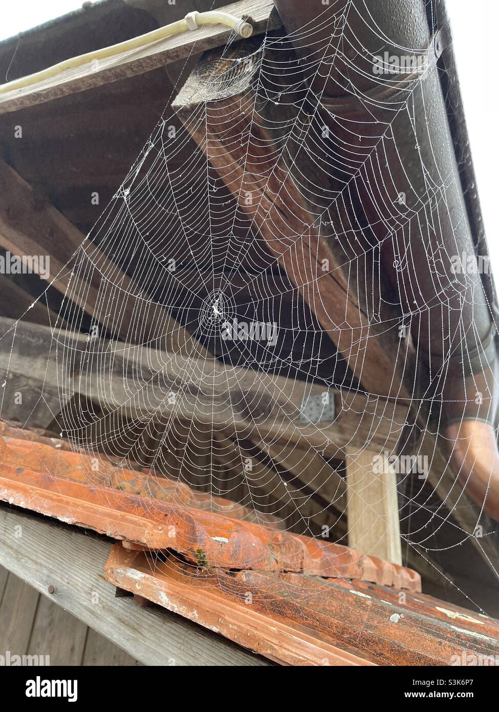 I don’t like spiders but cobwebs look amazing on a frosty morning Stock ...