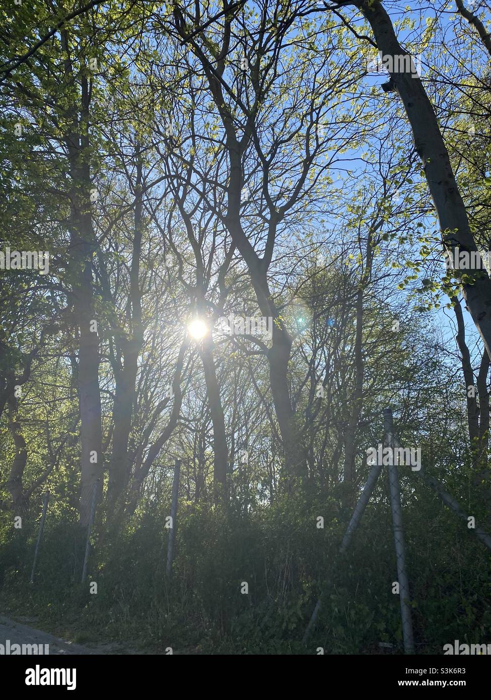 Suns shining among the trees hi-res stock photography and images - Alamy