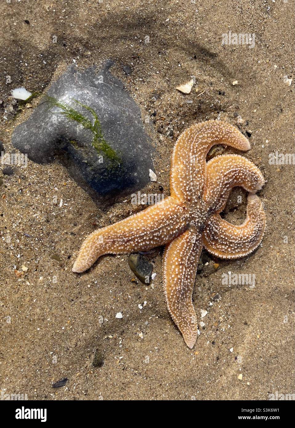 Seaside starfish hi-res stock photography and images - Alamy