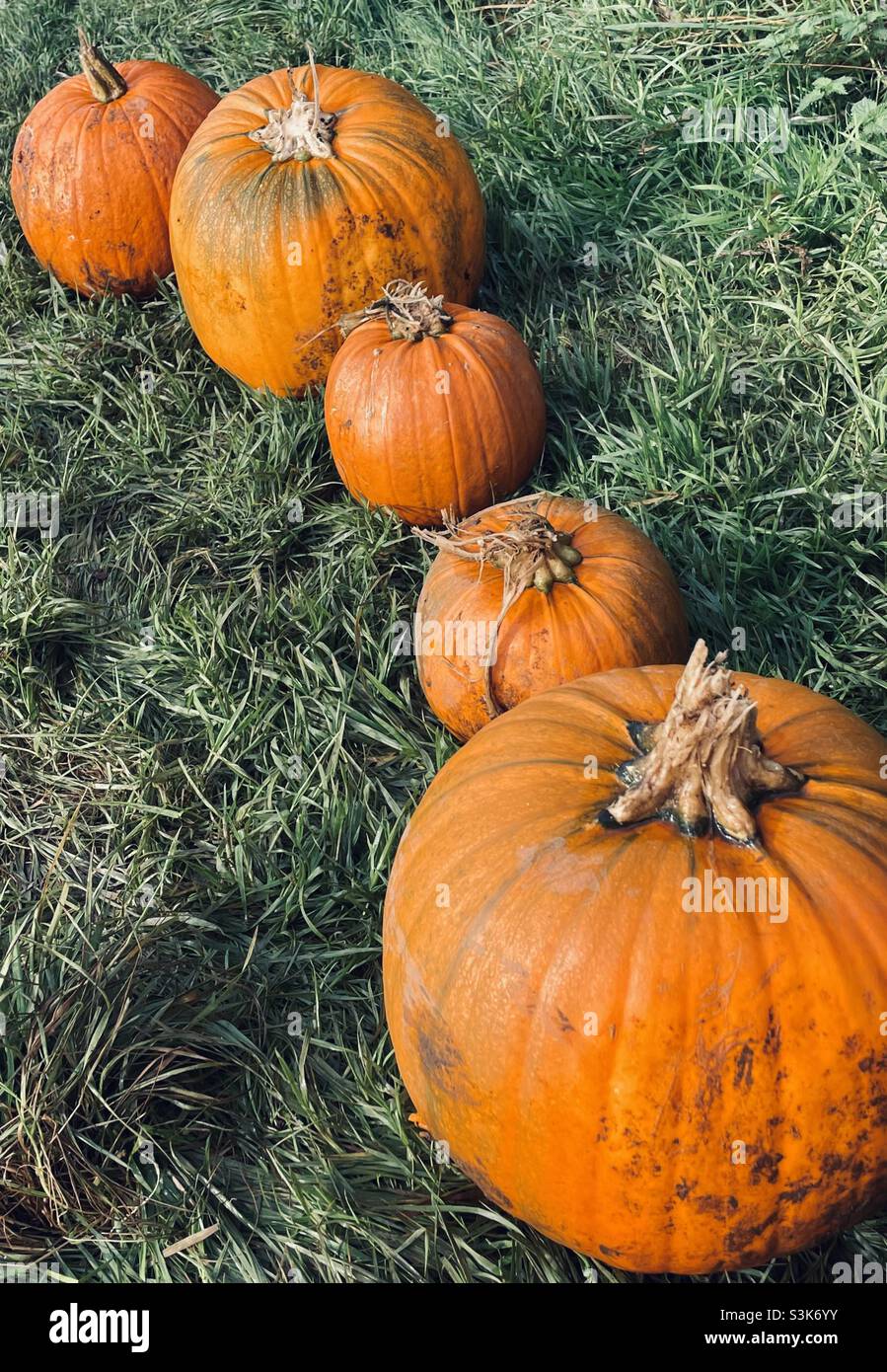 Row of pumpkins hi-res stock photography and images - Alamy