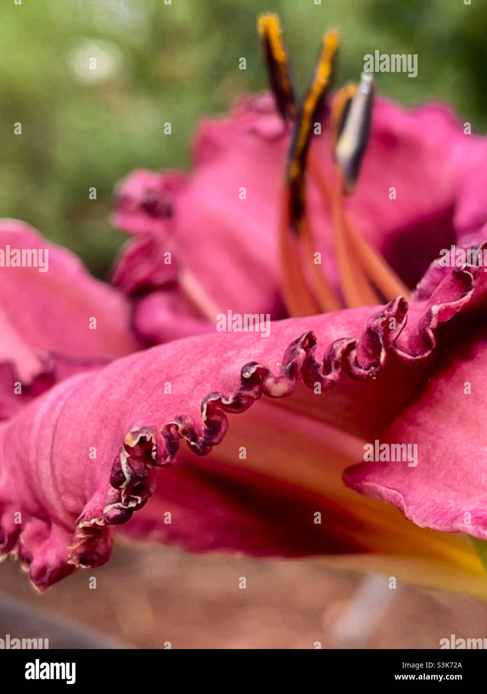 Curved petal hi-res stock photography and images - Alamy