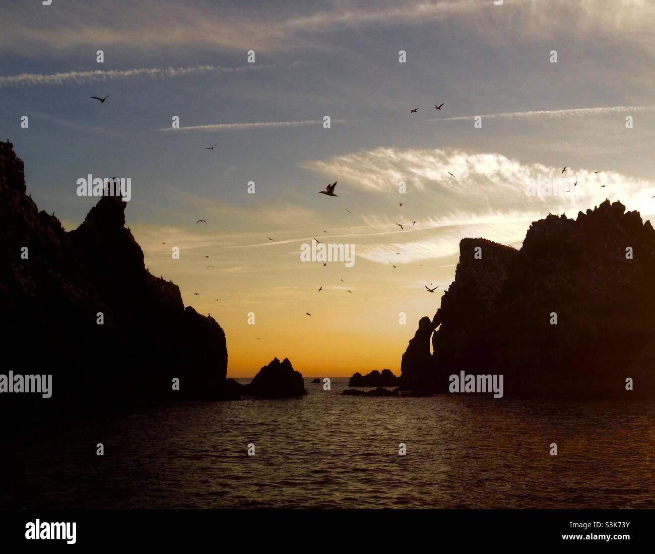 Alderney channel islands birds hi-res stock photography and images - Alamy