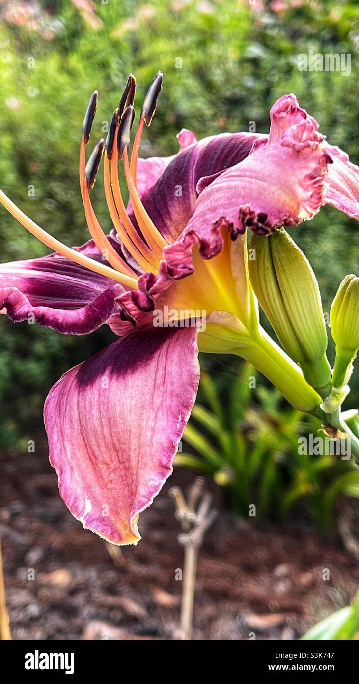 Maroon daylilies hi-res stock photography and images - Alamy