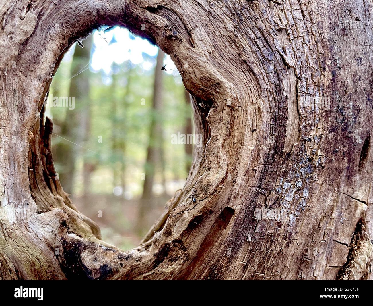 Knot hole hi-res stock photography and images - Alamy